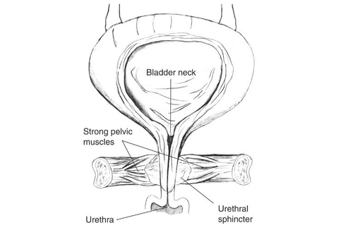 Urethral Stenosis Stricture Treatment In Vadodara